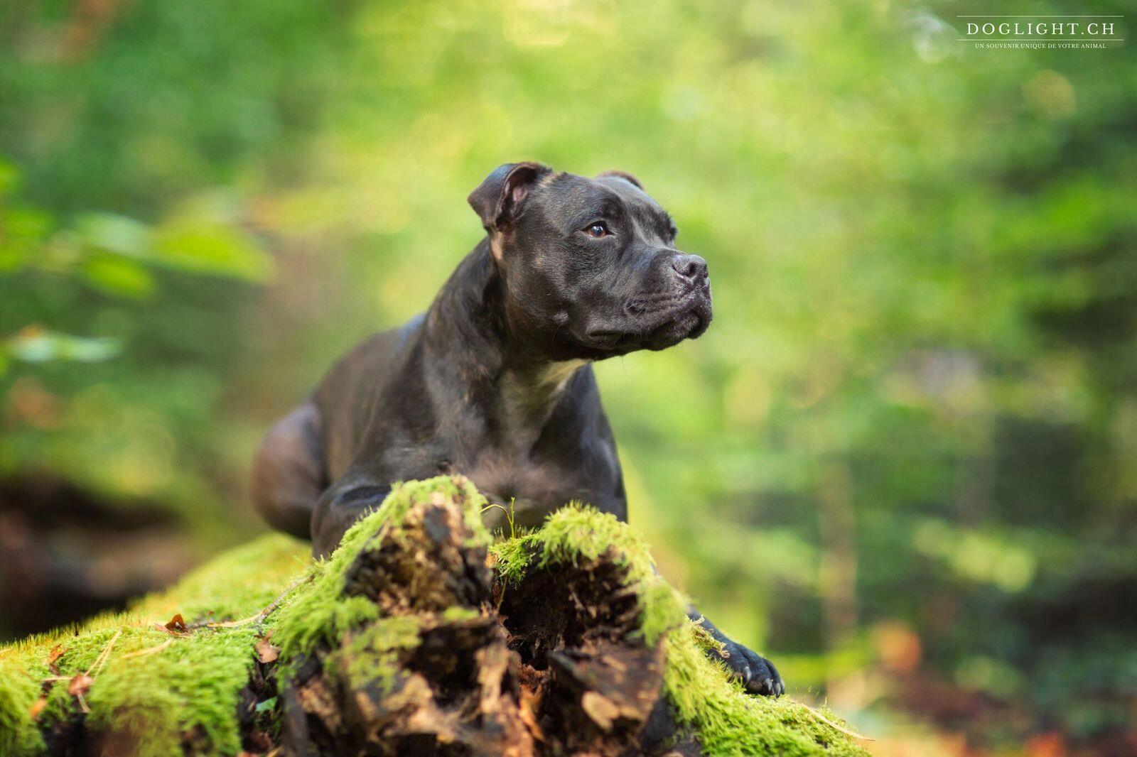 Pratique Alimentaire, par Vincent Pfeiffer - Tribu Carnivore